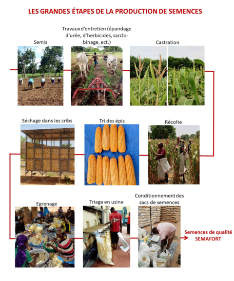 PRODUCTION ET VENTE DE SEMENCE - semafort.com